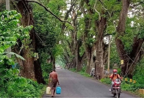 '200-year-old trees need to be preserved as heritage 'hot spots''